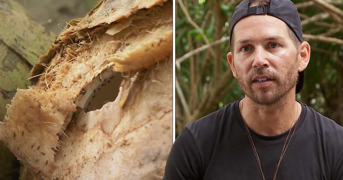 Robinson-Simon Hallin om TV4:s bluff efter råttinvasionen